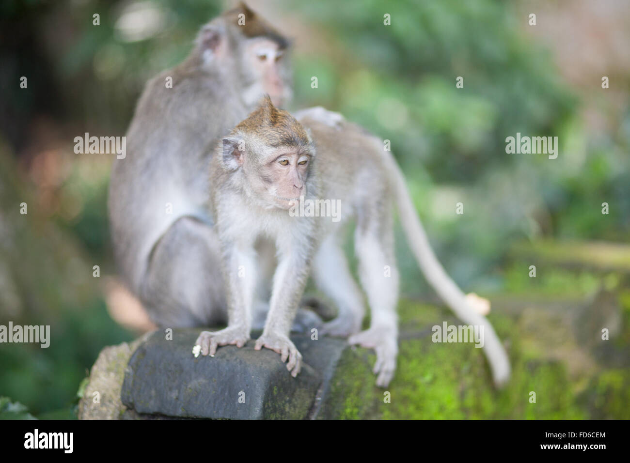 Behavior monkeys hi-res stock photography and images - Alamy