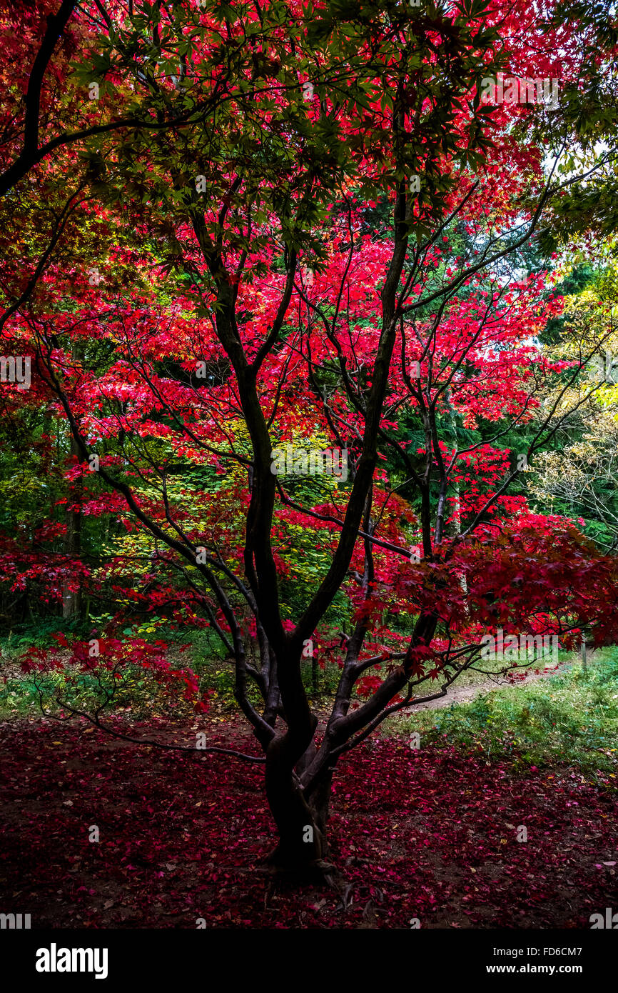 Queens wood hi-res stock photography and images - Alamy