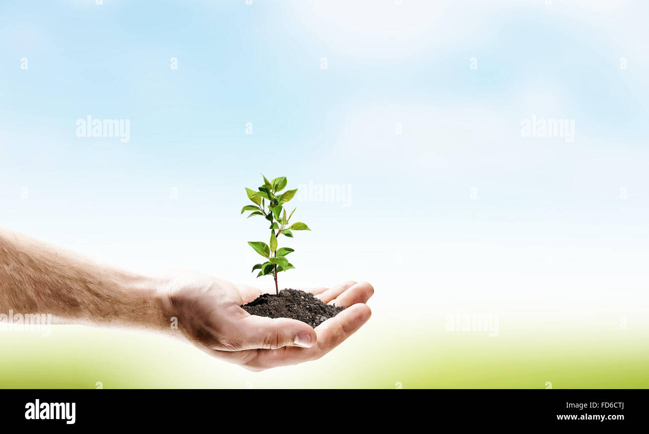 Close up image of human hands holding sprout Stock Photo - Alamy