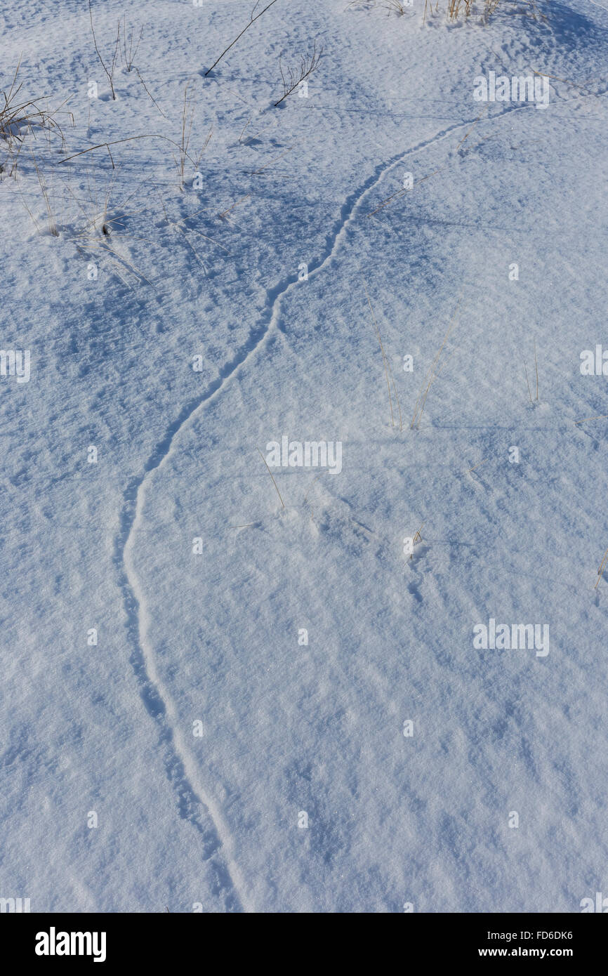 Vole track winding over a snowy sand dune in Rosy Mound Natural Area ...