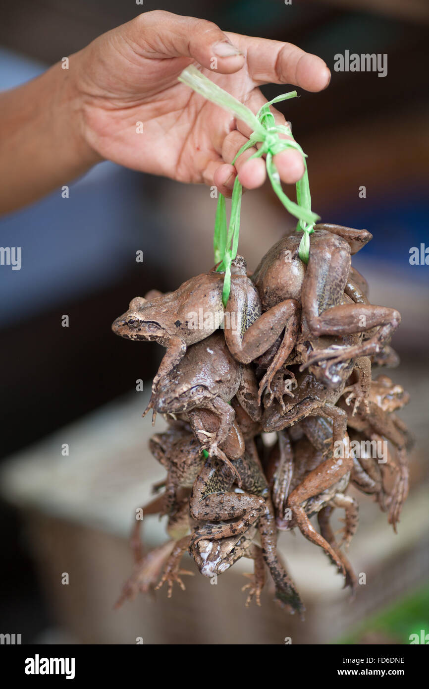 Real frogs hi-res stock photography and images - Alamy