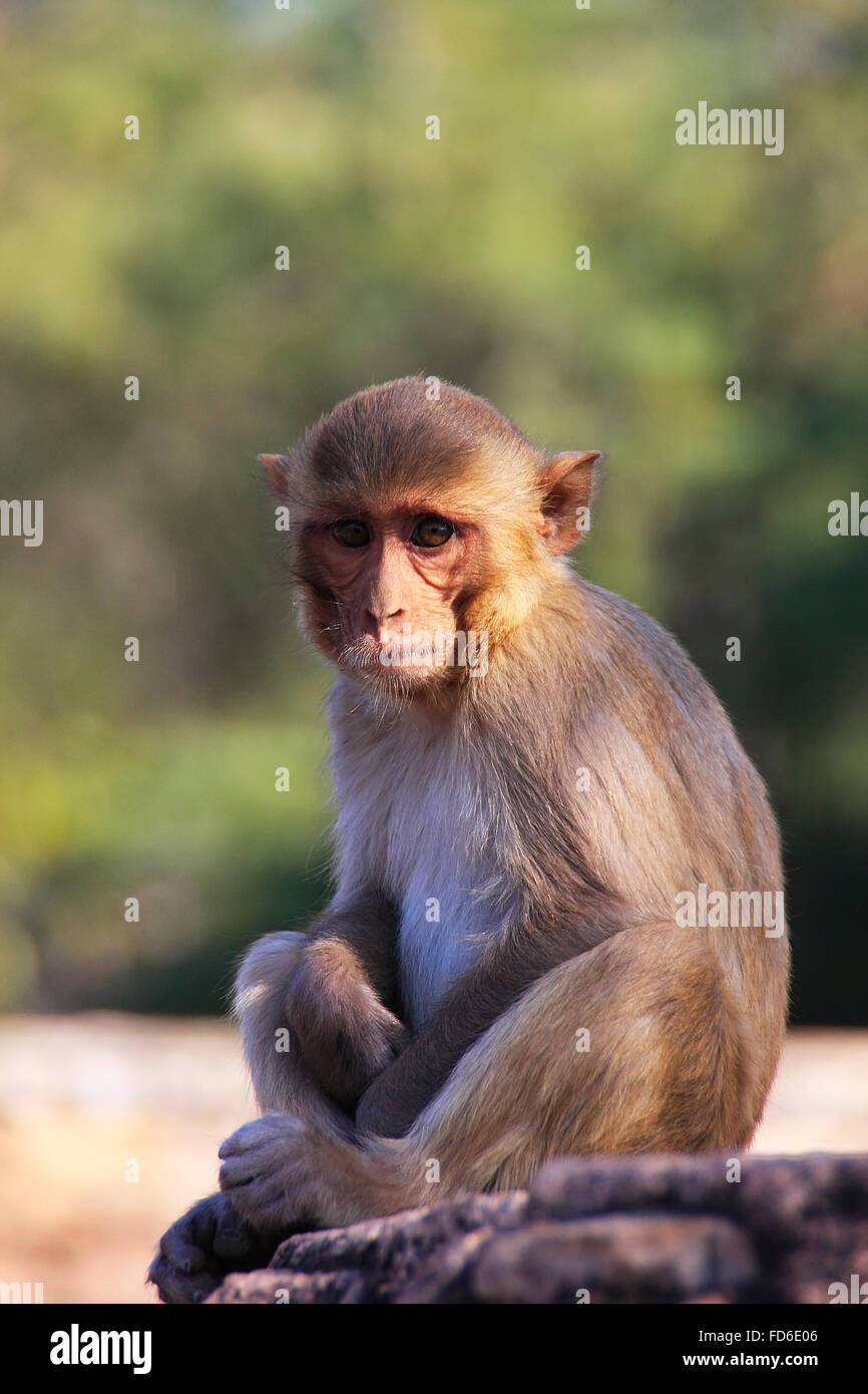 Rhesus macaque (Macaca mulatta) sitting at Taragarh Fort, Bundi ...