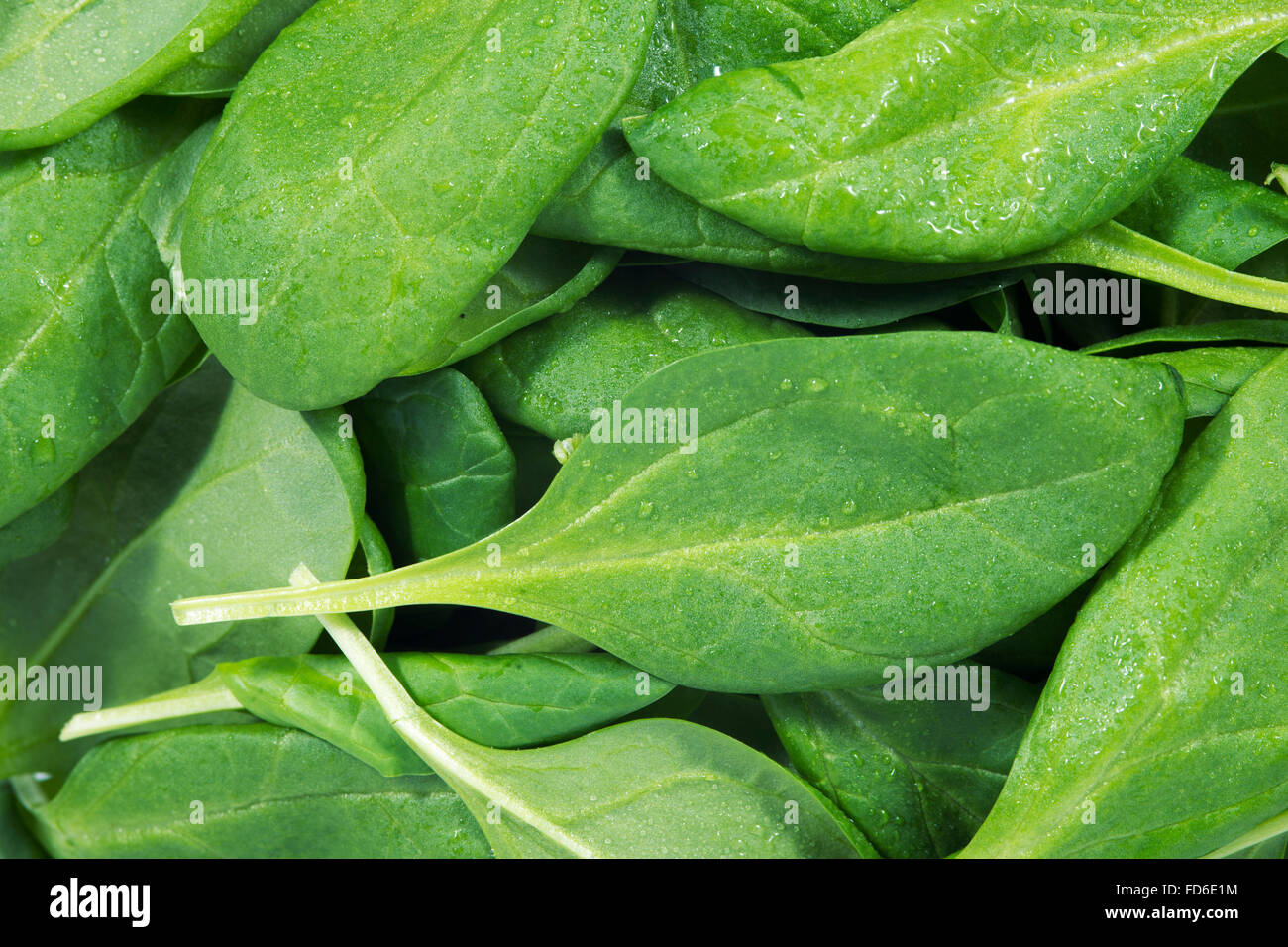 Healthy green leaves hi-res stock photography and images - Alamy