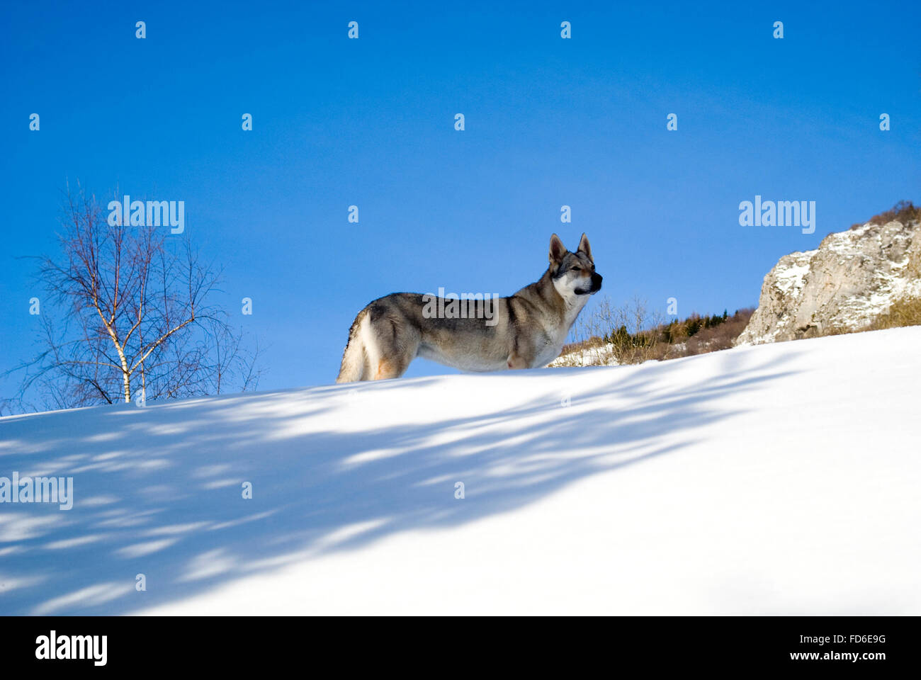 Czechoslovakian wolf dog in winter forest Stock Photo - Alamy
