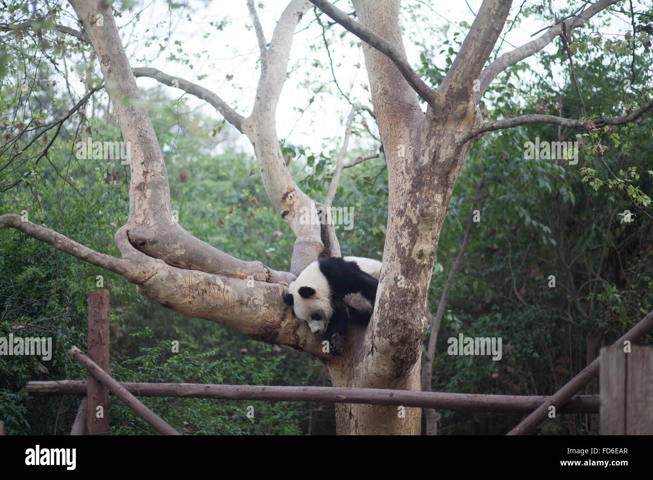 Panda Tree High Resolution Stock Photography and Images - Alamy