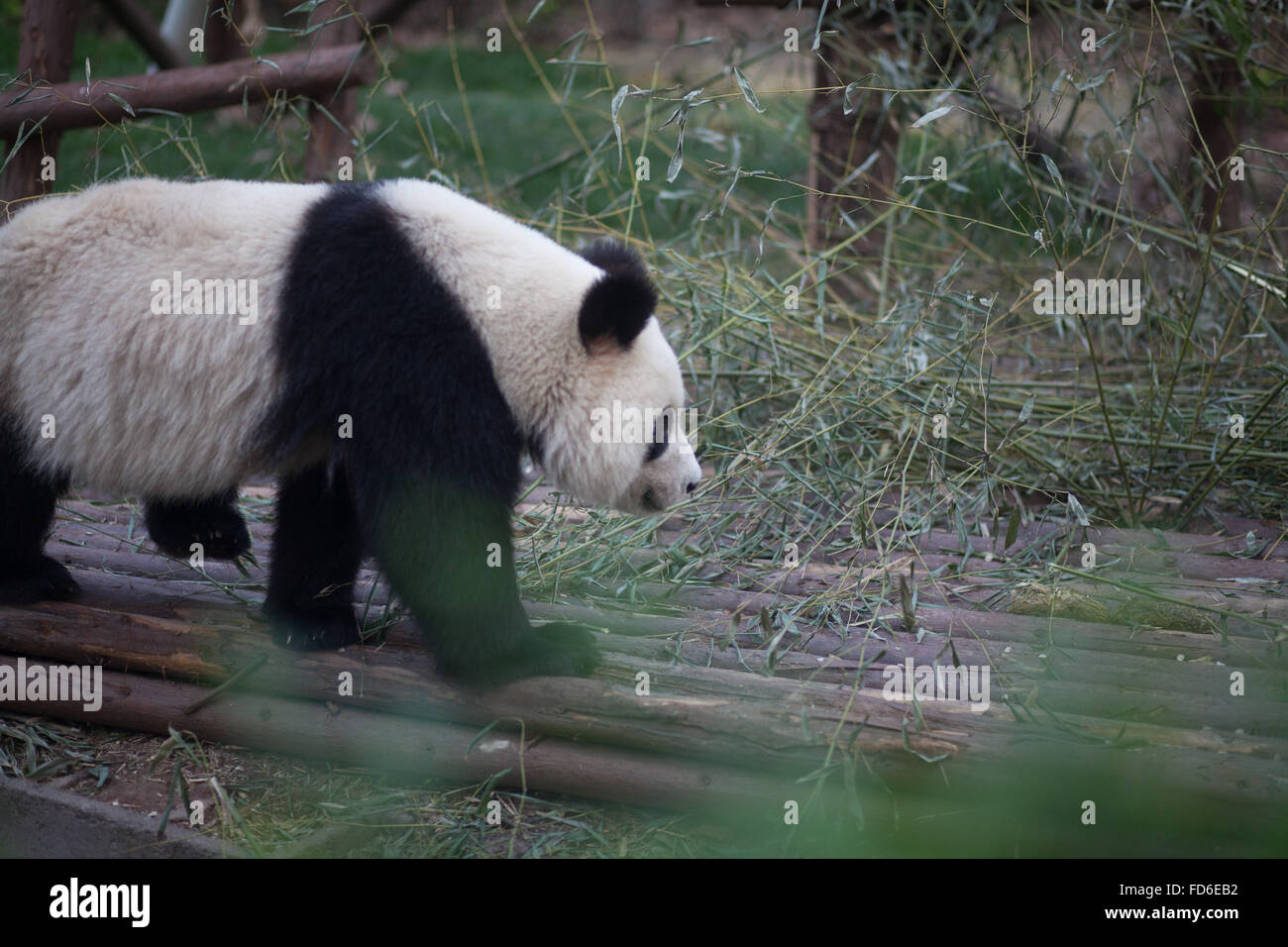 Animals Of People High Resolution Stock Photography and Images - Alamy