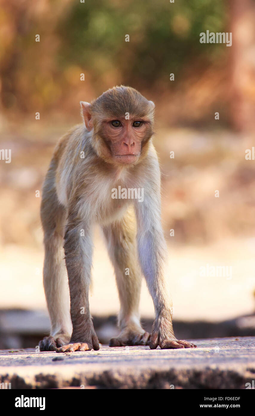 Rhesus macaque (Macaca mulatta) playing at Taragarh Fort, Bundi ...