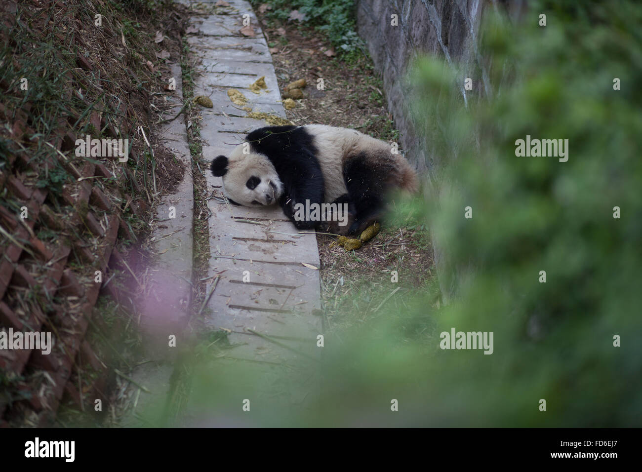 Side View Of A Panda Resting Stock Photo - Alamy