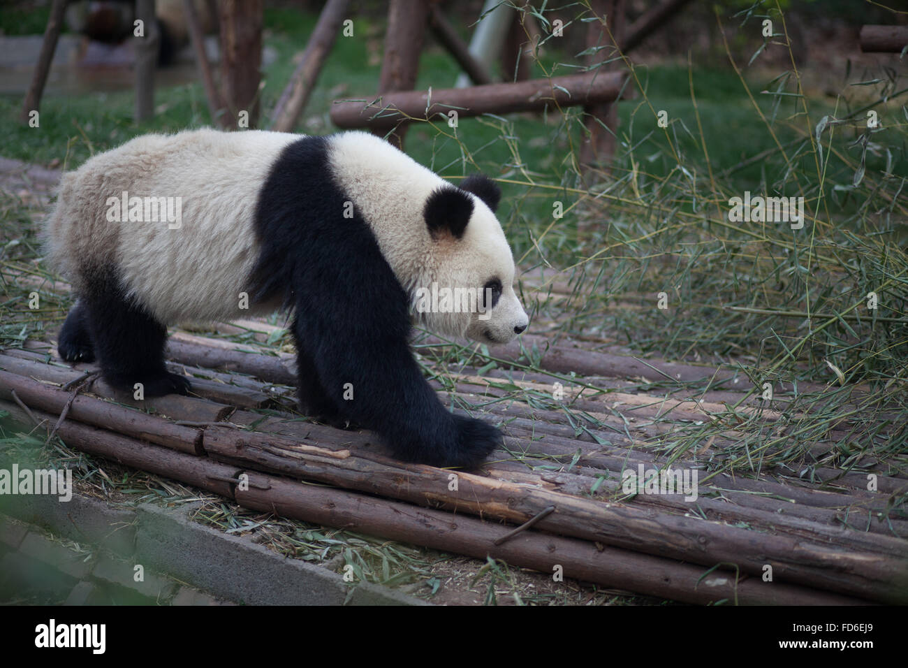 Sleeping Panda High Resolution Stock Photography and Images - Alamy