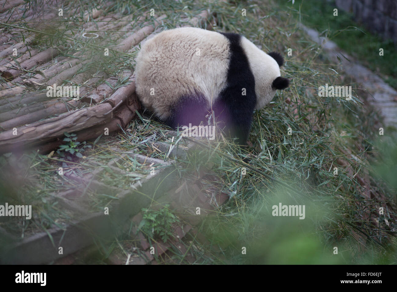 Panda walking grass hi-res stock photography and images - Alamy