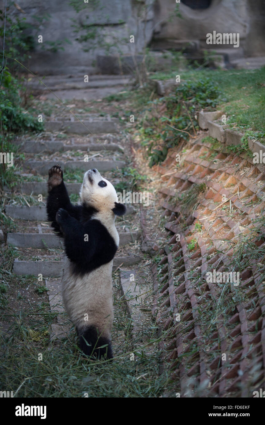 Panda standing hi-res stock photography and images - Alamy
