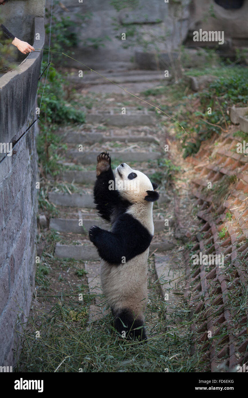 Side View Of A Panda Standing Outdoors Stock Photo - Alamy