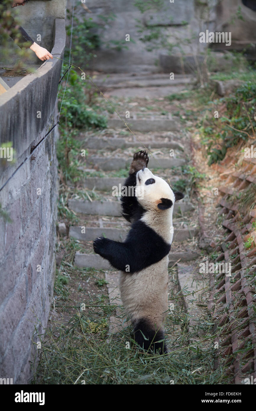 Panda standing hi-res stock photography and images - Alamy