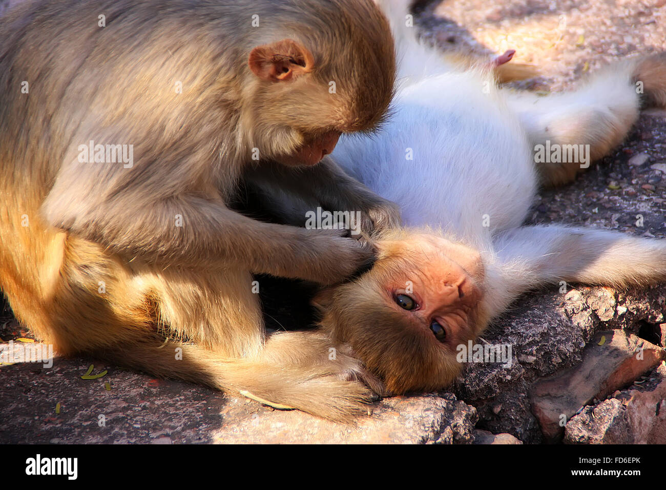 Rhesus macaques (Macaca mulatta) grooming each other, Taragarh Fort ...