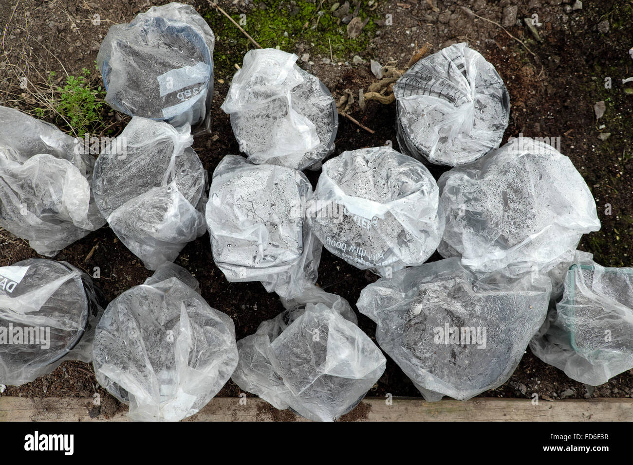 Garden pots covered in plastic propagating seeds in a greenhouse top ...
