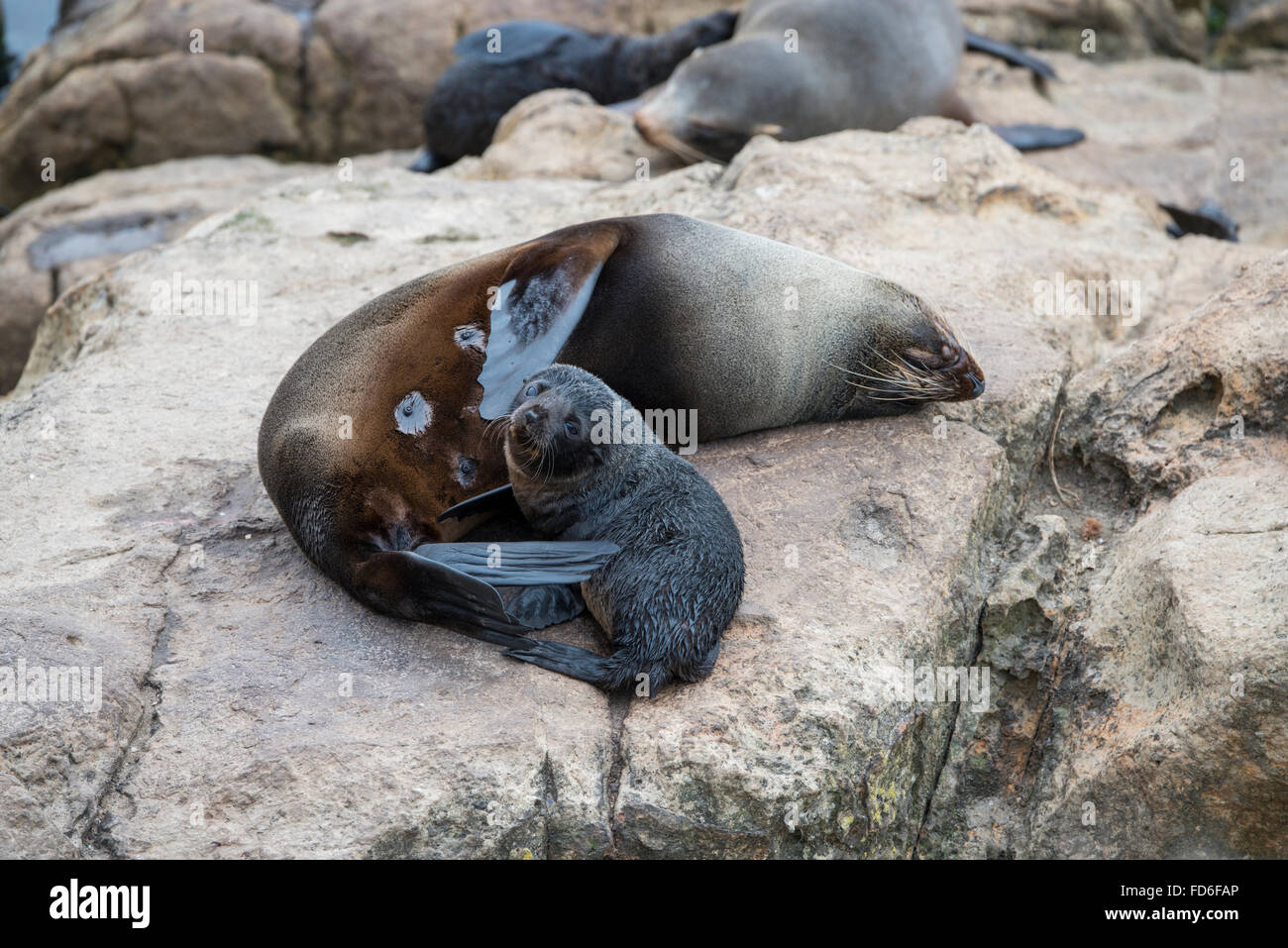 New Zealand, South Island, Dunedin, Otago Peninsula. New Zealand fur ...