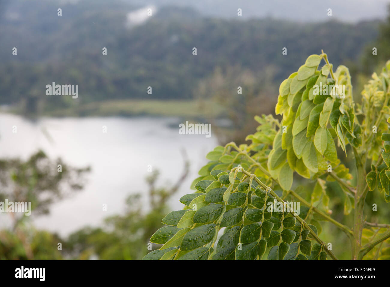 Tree foreground lake background hi-res stock photography and images - Alamy