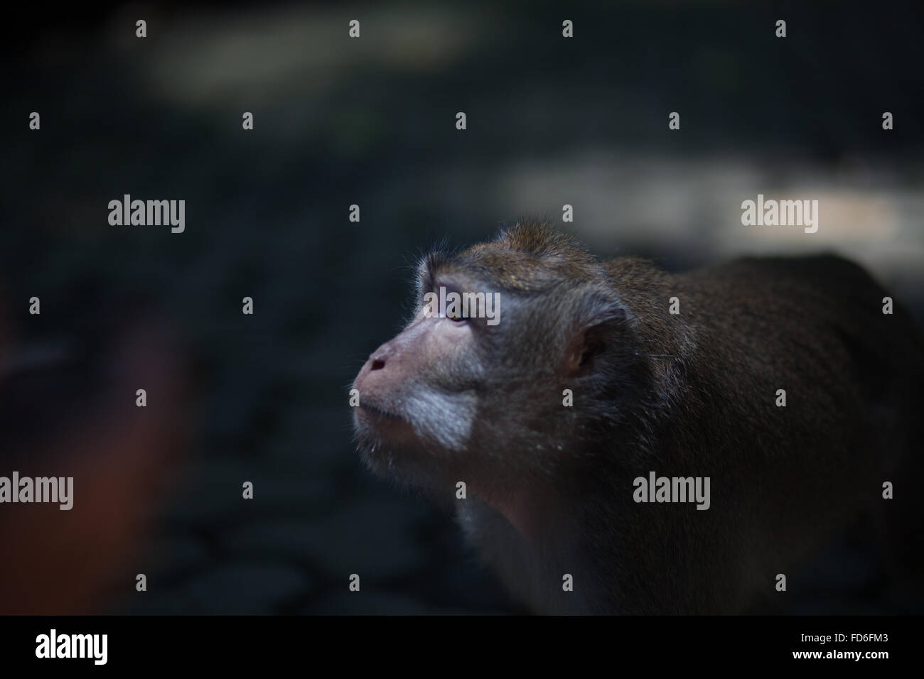 Monkey Face Close Up High Resolution Stock Photography and Images - Alamy