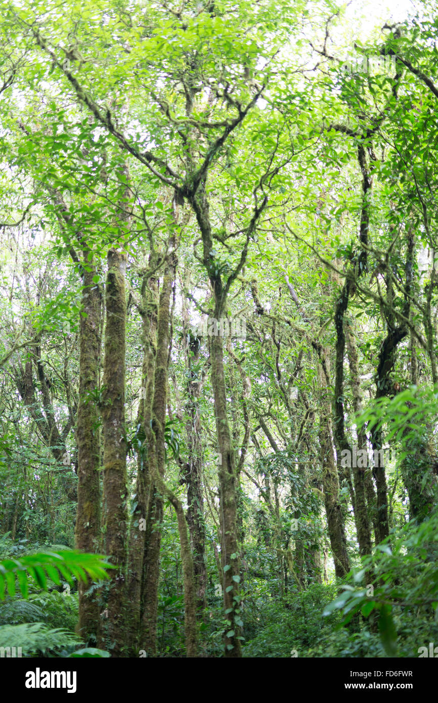 Rainforest view hi-res stock photography and images - Alamy