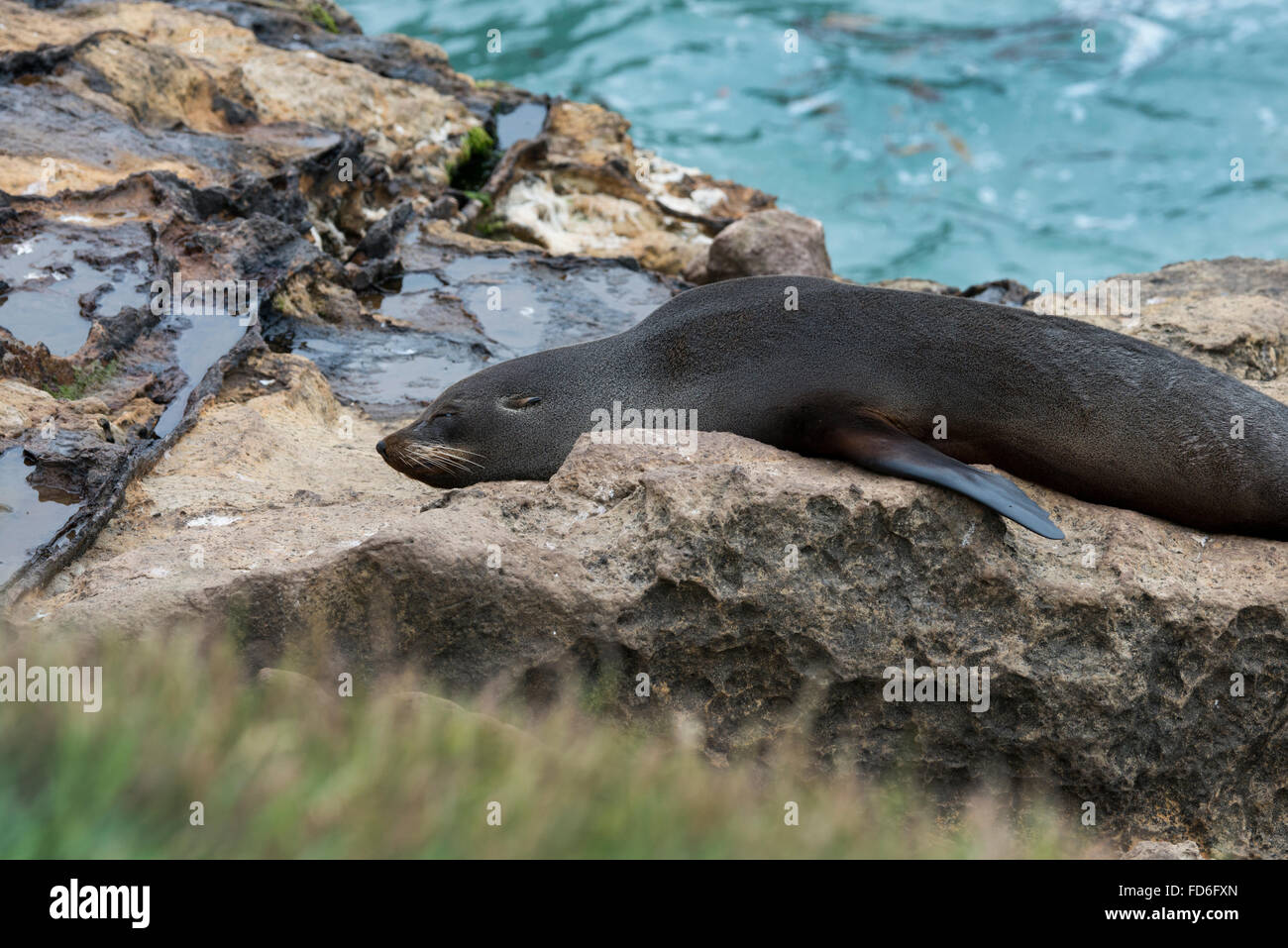 New Zealand, South Island, Dunedin, Otago Peninsula. New Zealand fur ...