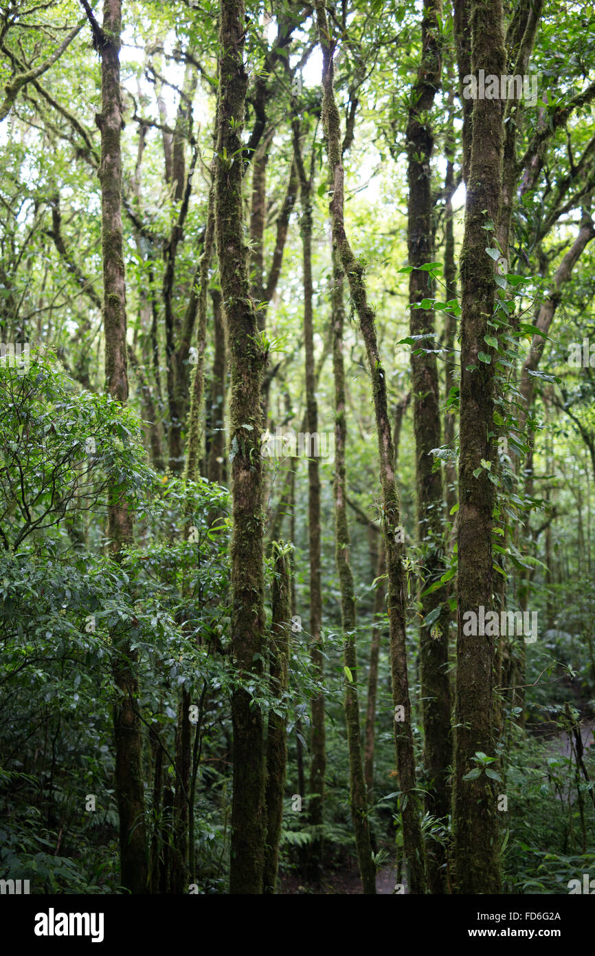View Of Tree Trunks In Rainforest Stock Photo - Alamy