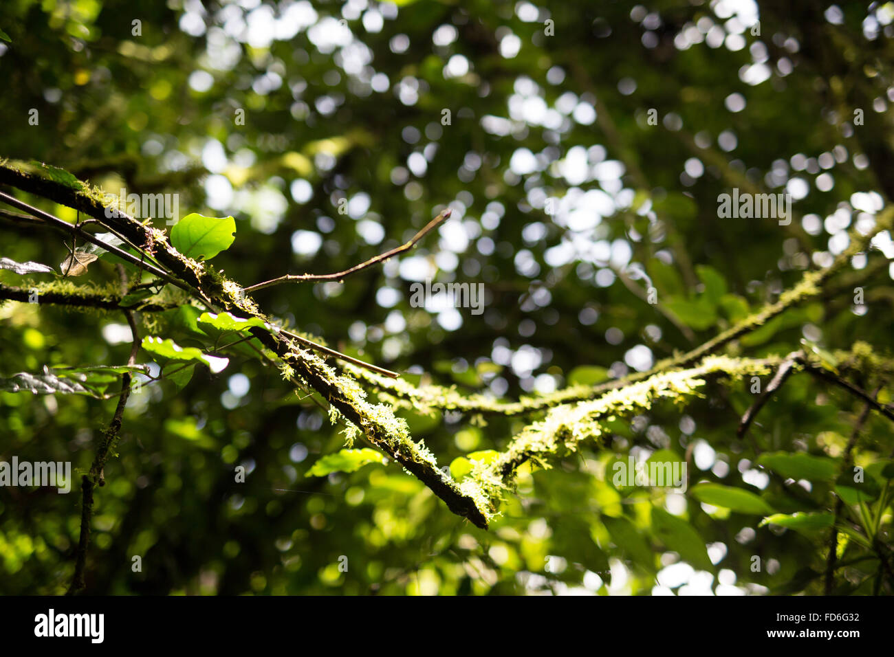 Moss on tree branch hi-res stock photography and images - Alamy