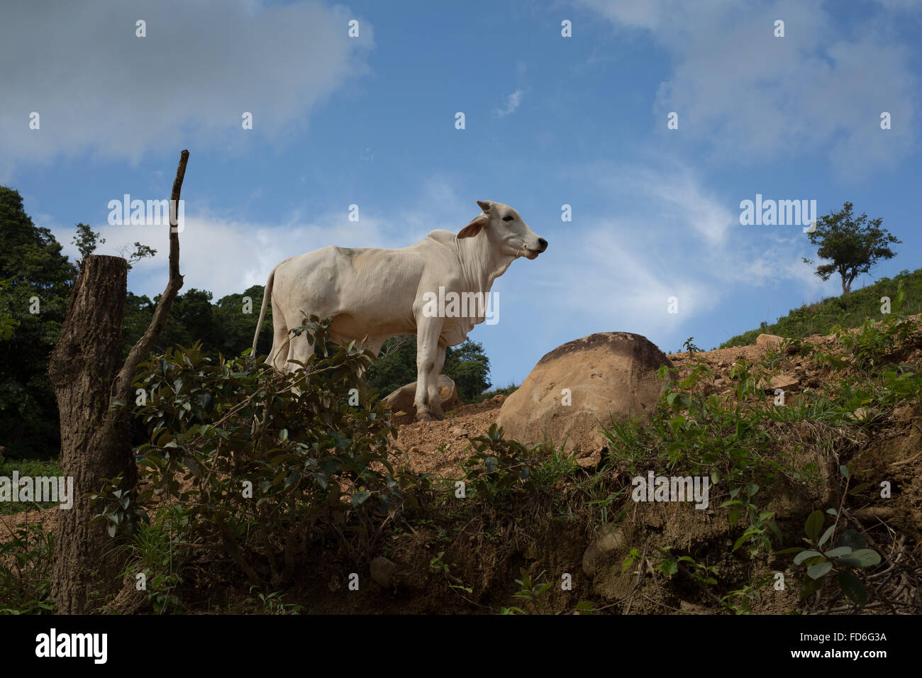 Cow on hill hi-res stock photography and images - Alamy