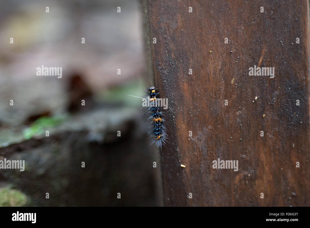 Caterpillar on the tree hi-res stock photography and images - Alamy