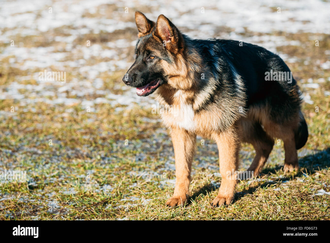 Beautiful Young Brown German Shepherd Dog Staying Outdoor In Spring ...