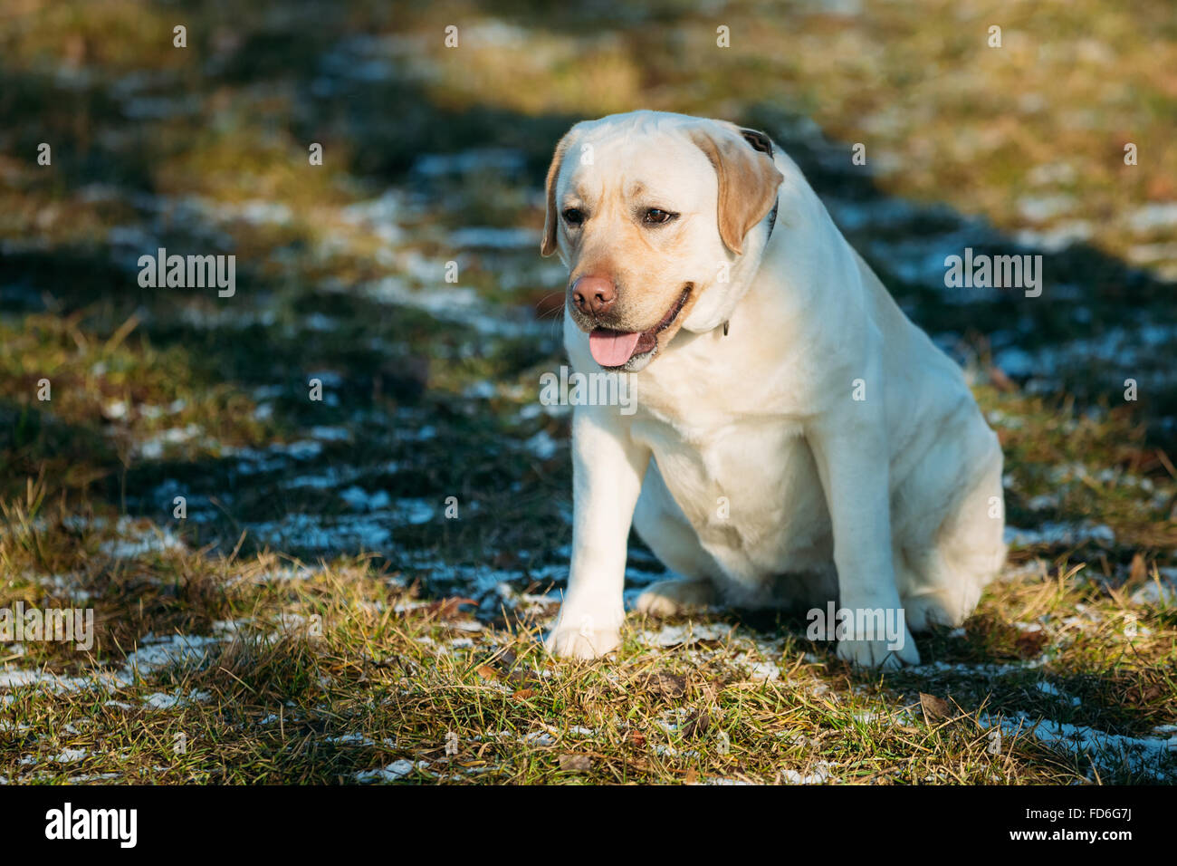White Female Labrador Retriever Dog Staying Outdoor In Spring Stock ...