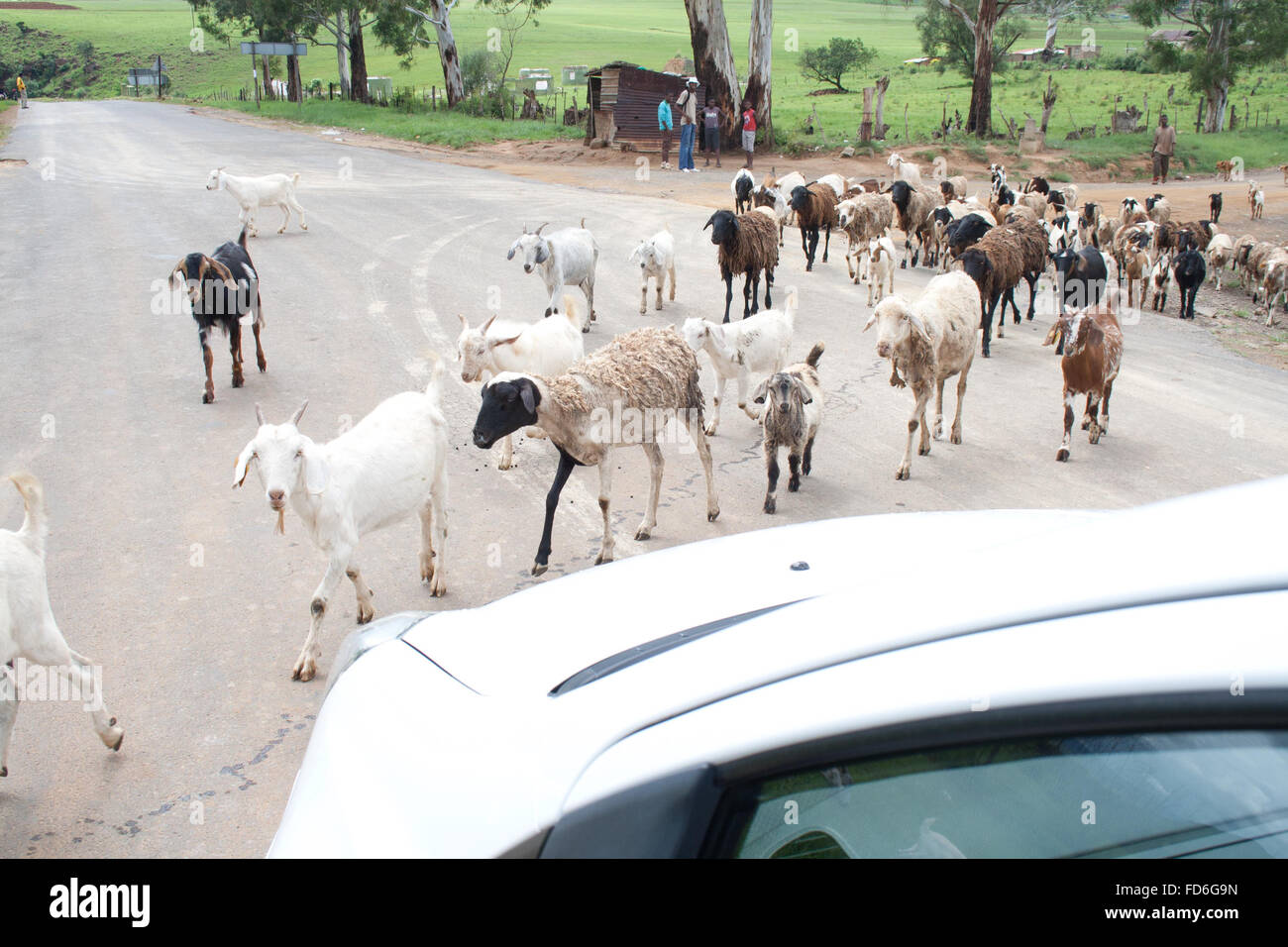 Goats crossing road hi-res stock photography and images - Alamy