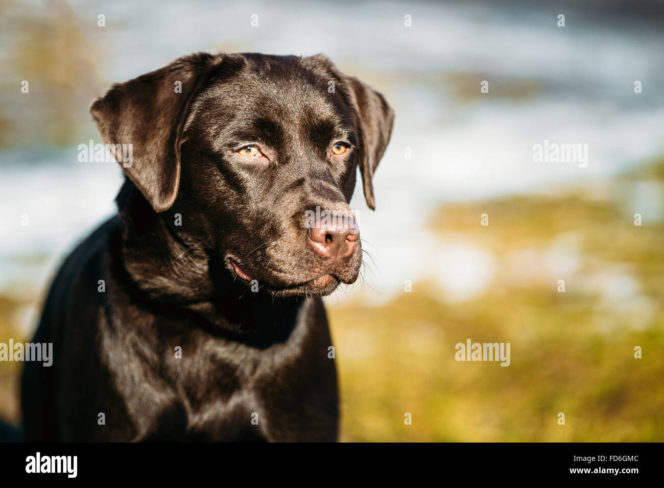 Beautiful Brown Dog Labrador Retriever Staying Outdoor In Spring Stock ...