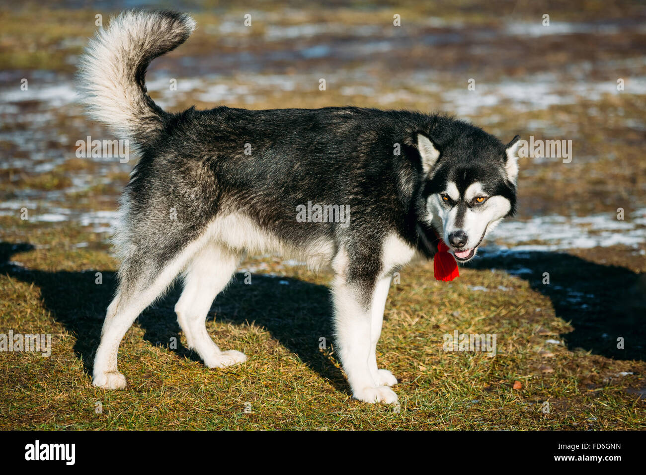 Black Siberian Malamute