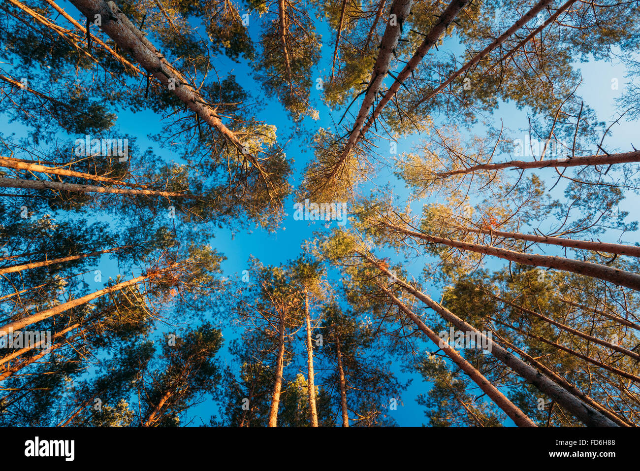 Canopy Of Tall Pine Trees. Upper Branches Of Woods In Coniferous Forest ...