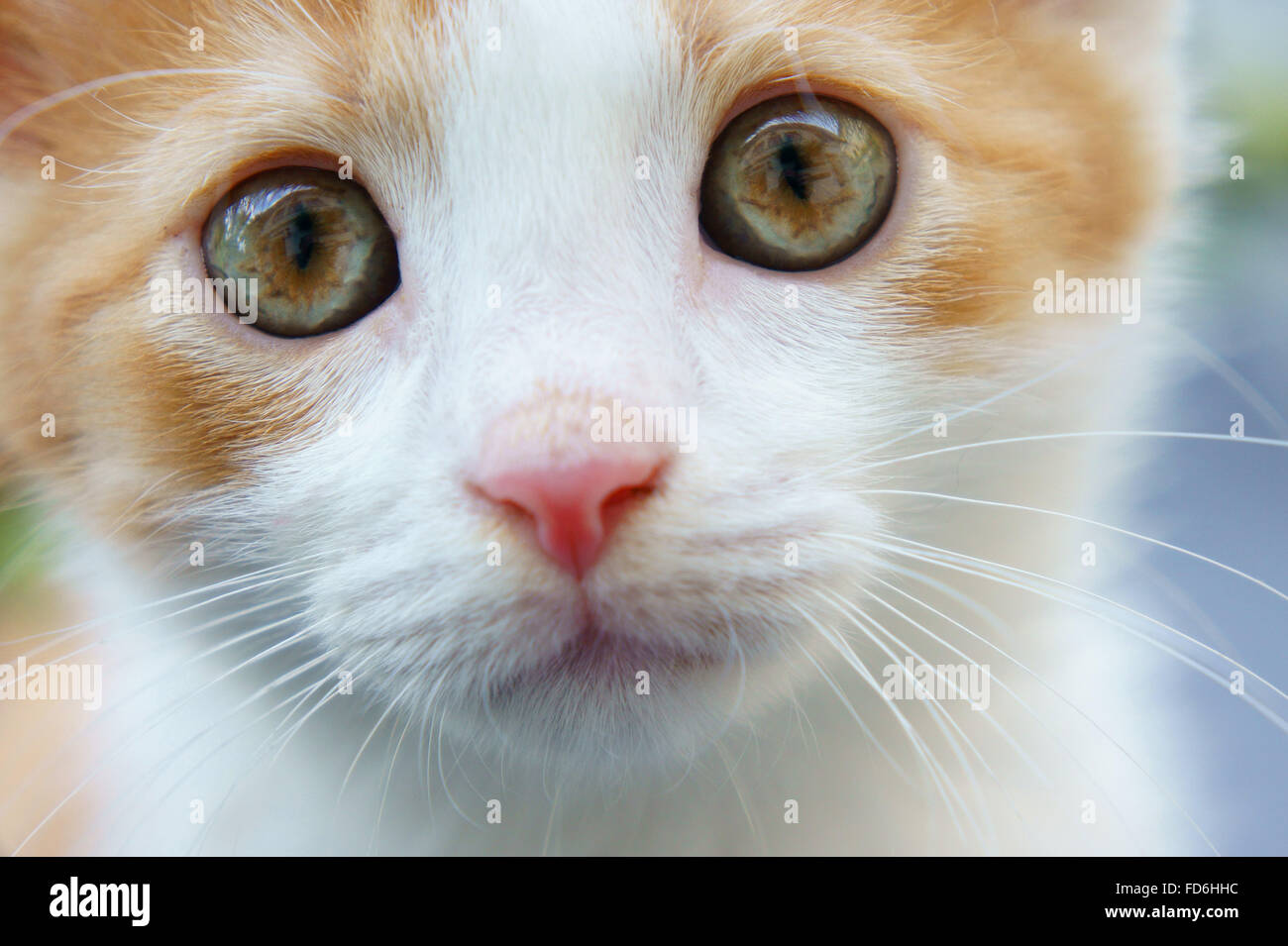 Kitten fixed look close hi-res stock photography and images - Alamy