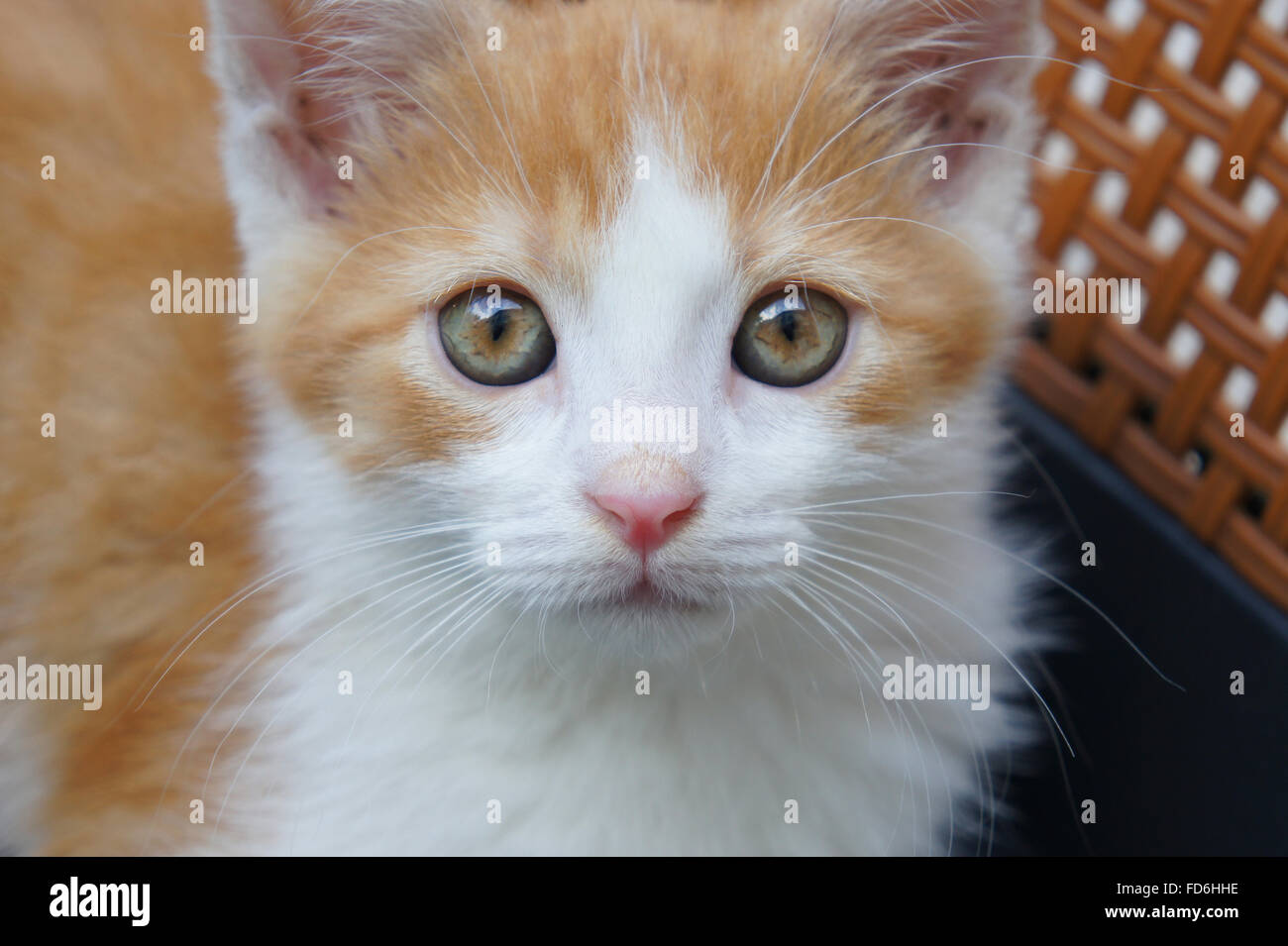 portrait of a kitten Stock Photo - Alamy