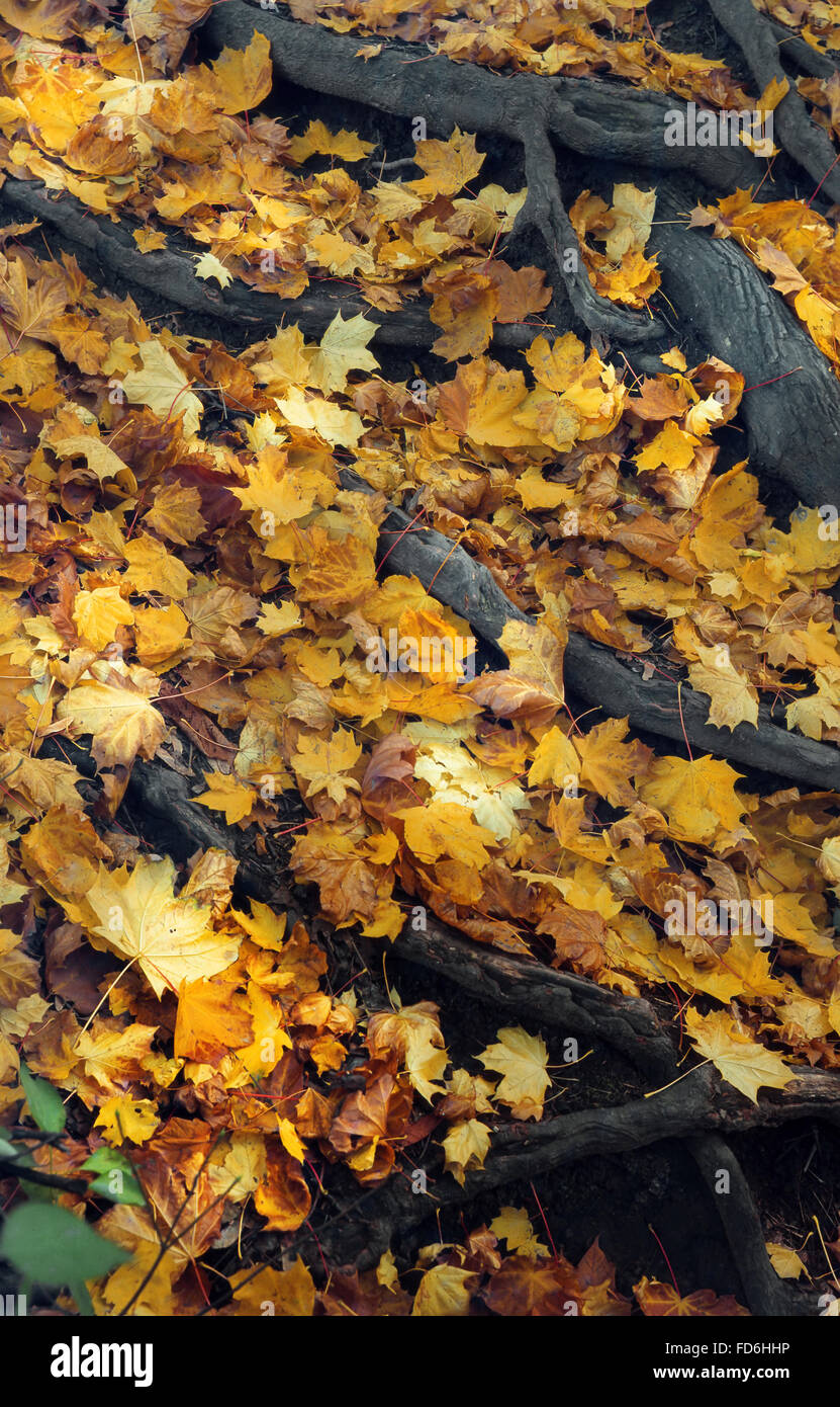 fallen autumn leaves among tree roots Stock Photo - Alamy