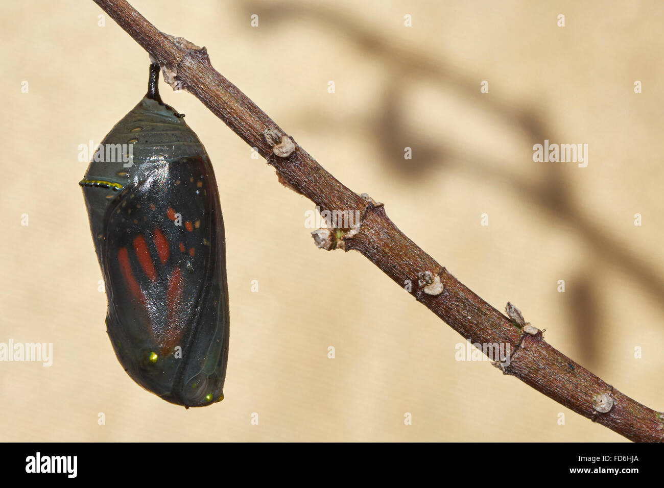 Monarch butterfly (Danaus plexippus), Chrysallis, Late stage, Adult ...