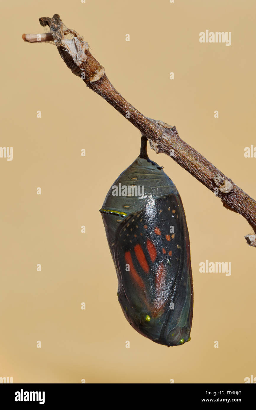 Monarch butterfly (Danaus plexippus), Chrysallis, Late stage, Adult ...