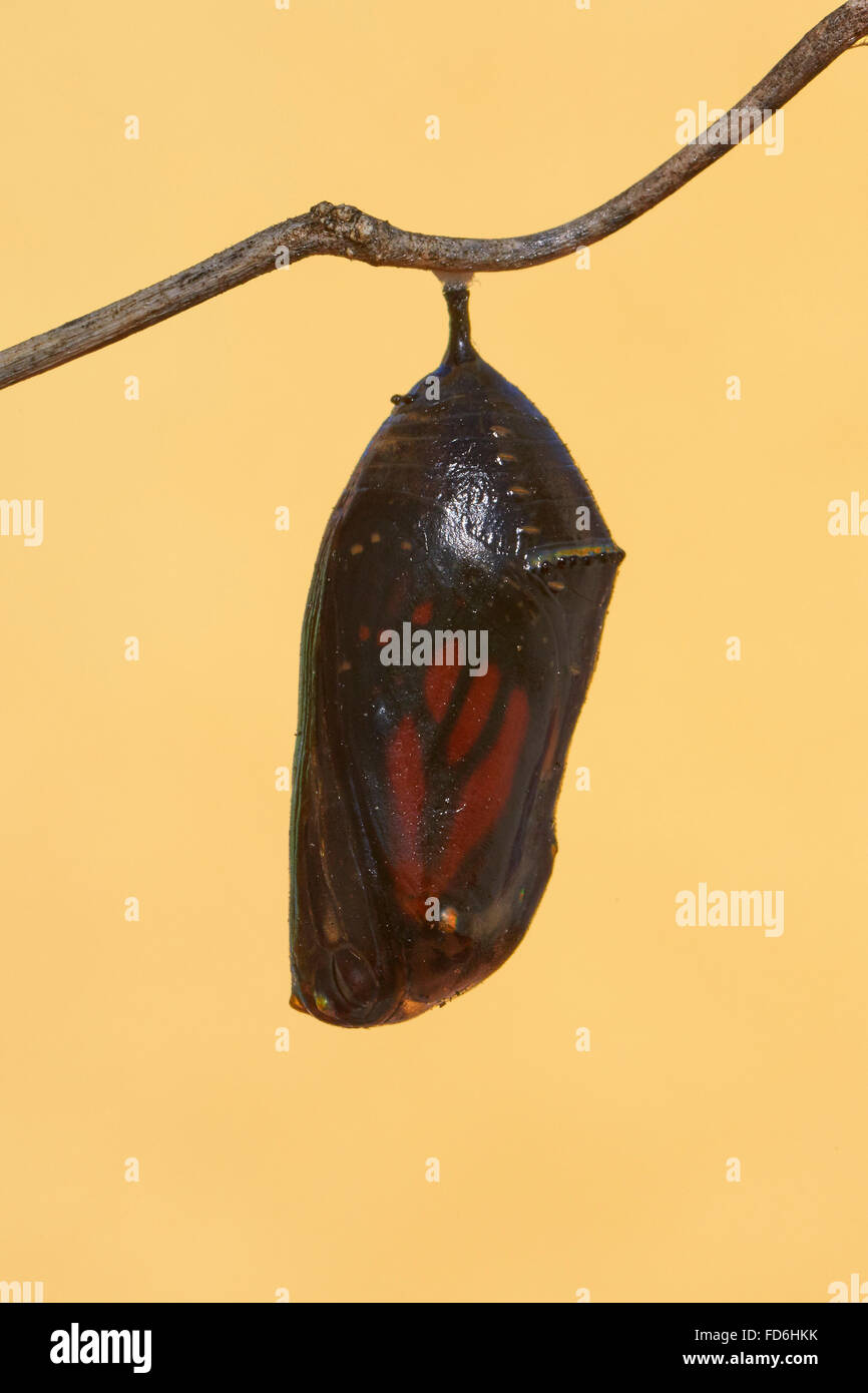 Chrysallis late stage hi-res stock photography and images - Alamy