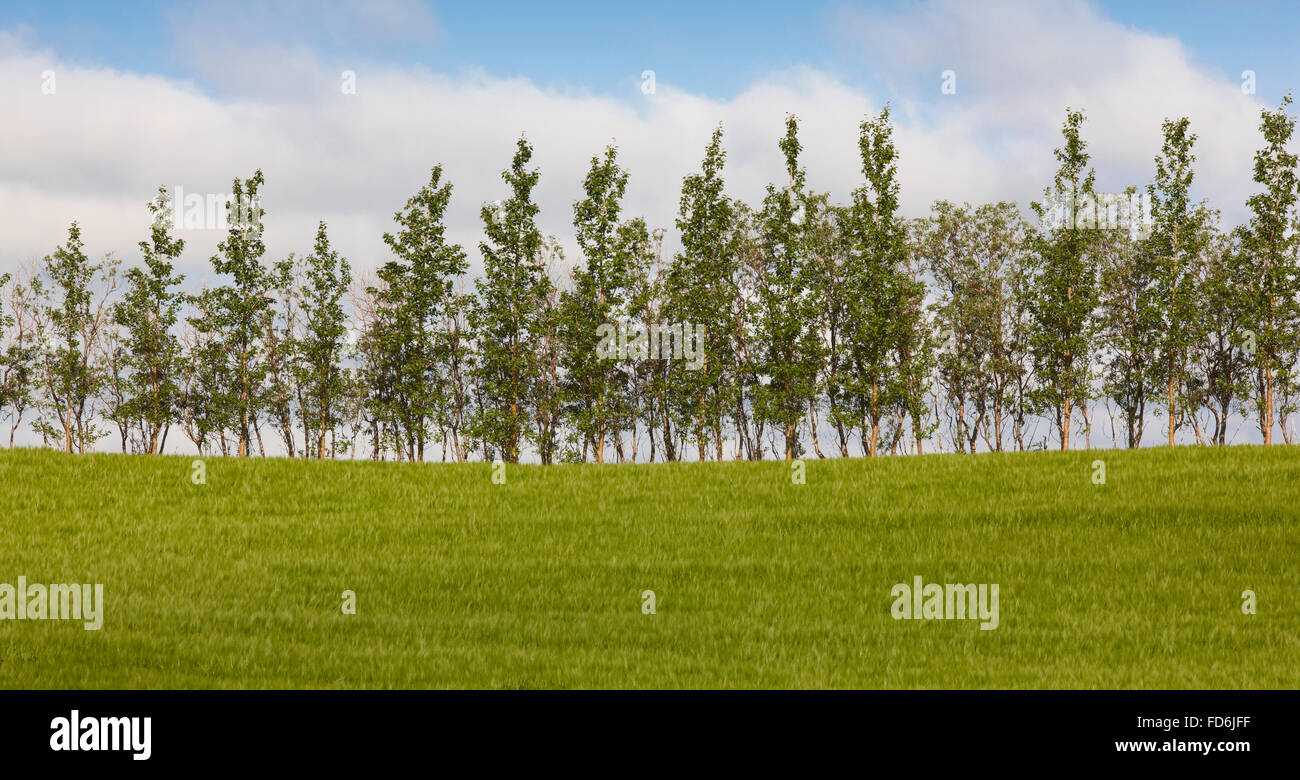 Icelandic landscape with green field and trees Stock Photo - Alamy