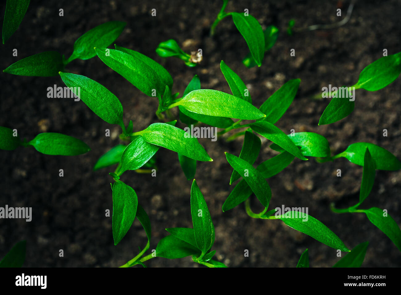 Green sprouts hi-res stock photography and images - Alamy