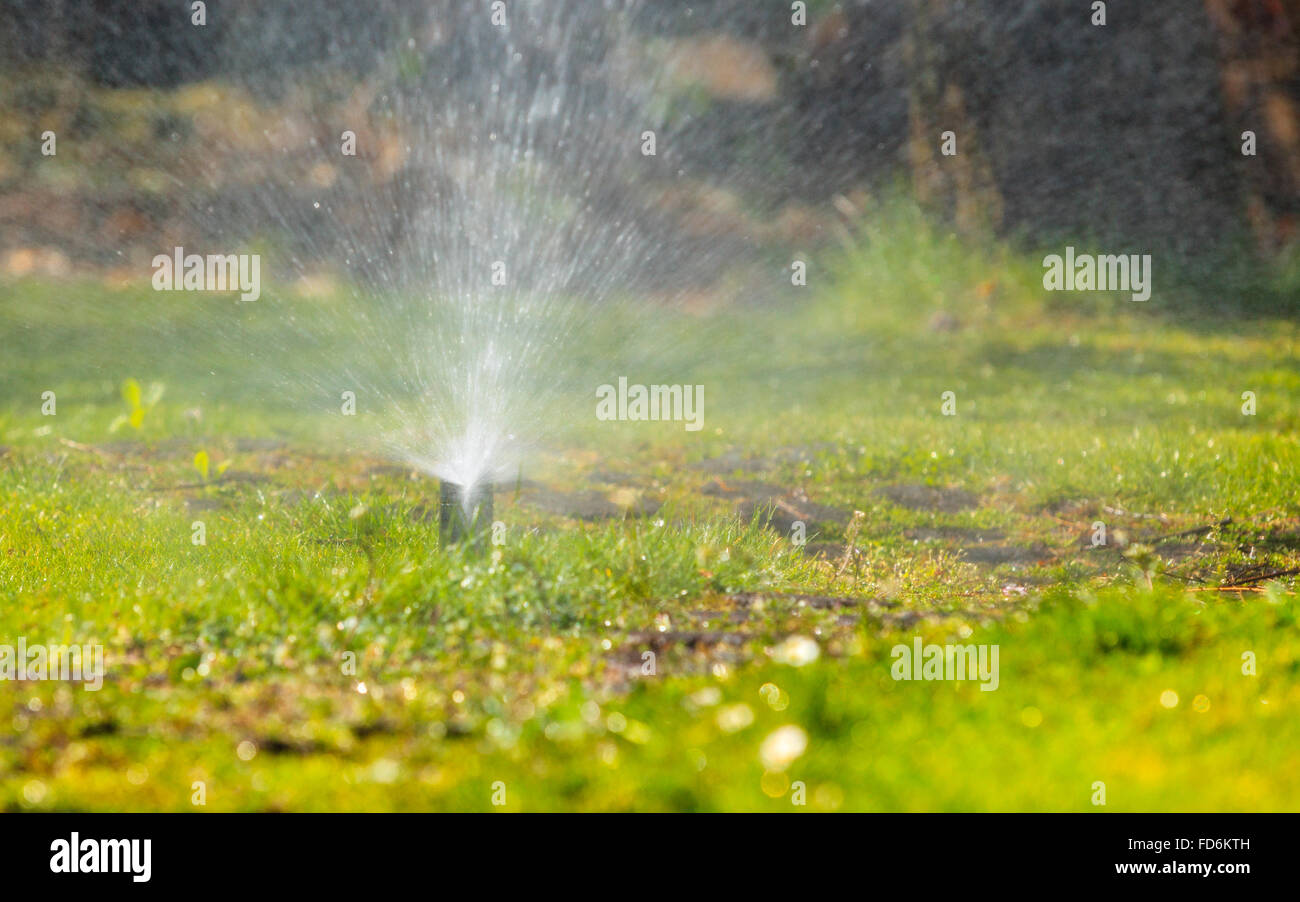 Gardening. Lawn sprinkler spraying water over green grass. Irrigation ...
