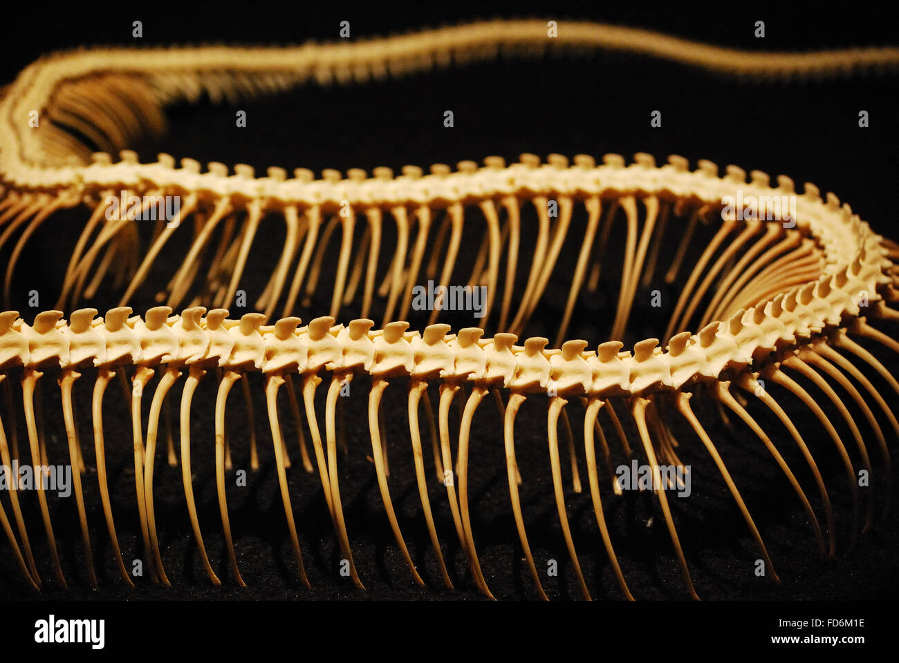 No skeleton hi-res stock photography and images - Alamy