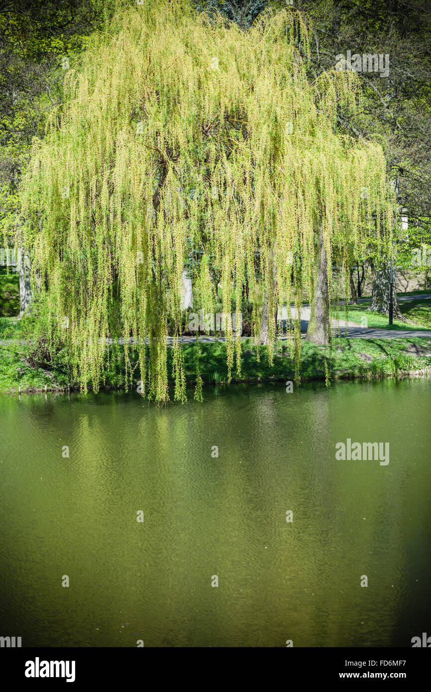Shore lake weeping willow hi-res stock photography and images - Alamy