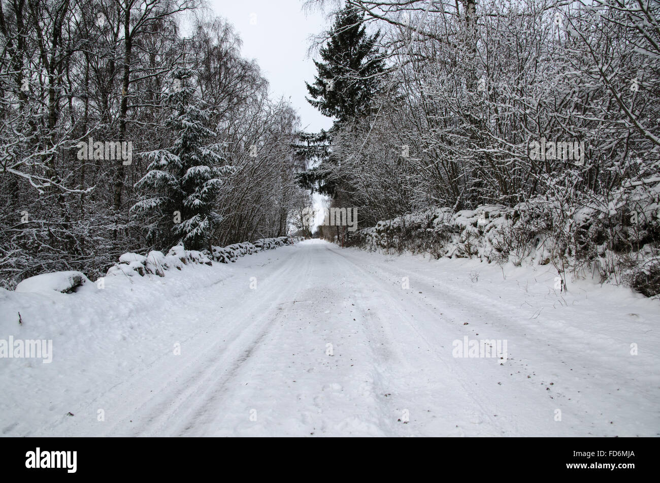 Snowy country road through a forest with snow in the trees Stock Photo ...