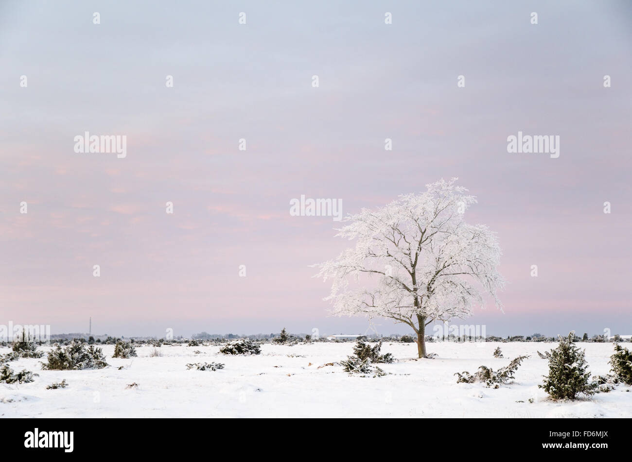 Frosty tree hi-res stock photography and images - Alamy