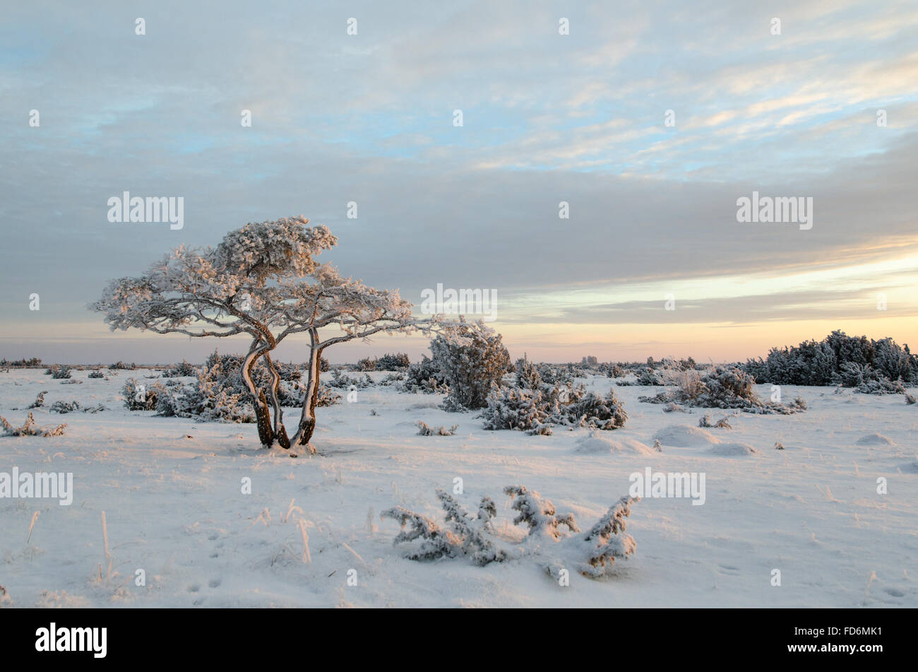 Plain tree hi-res stock photography and images - Alamy