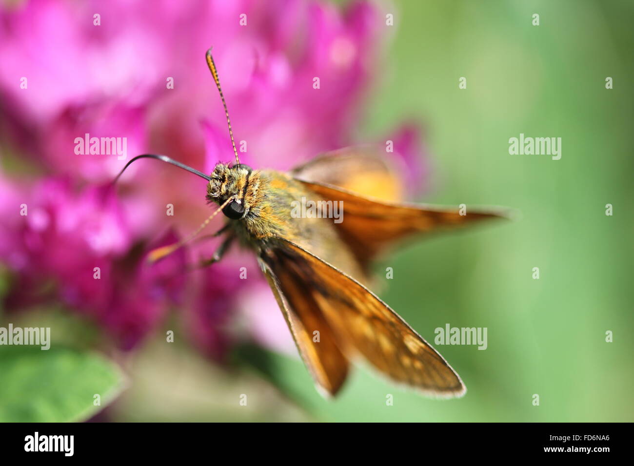 Moth pollinating flower hi-res stock photography and images - Alamy