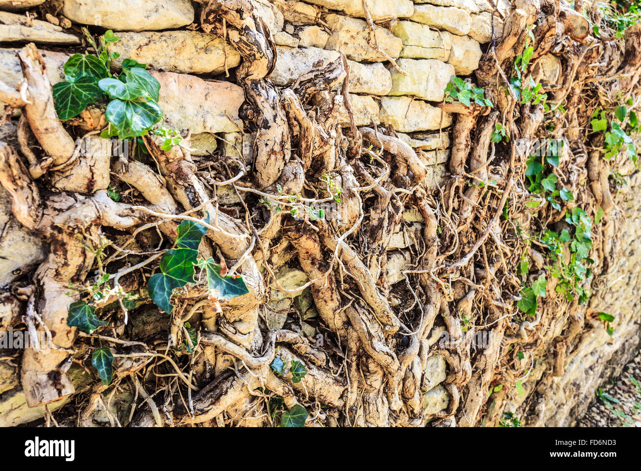 Roots climbing rock wall hi-res stock photography and images - Alamy